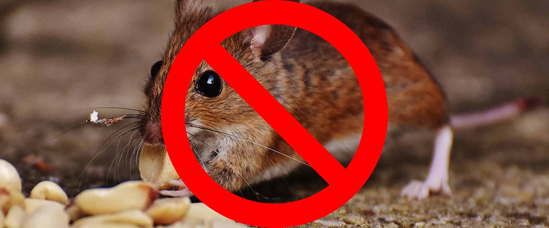 4 Tips to Make Your Move Pest-Free | Denver Colorado