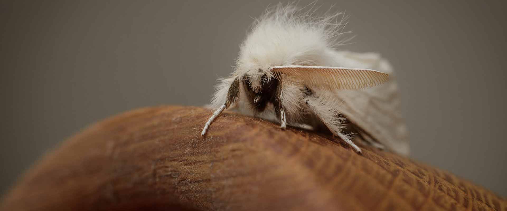 How to Keep Moths From Moving With You | Denver CO
