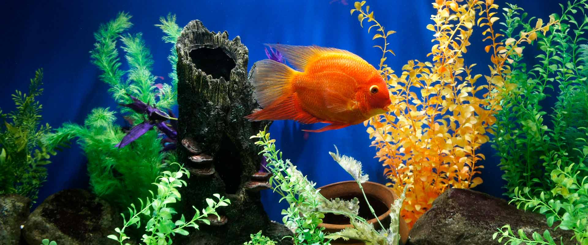 How to Move Your Fish Tank | Denver Colorado | Eden